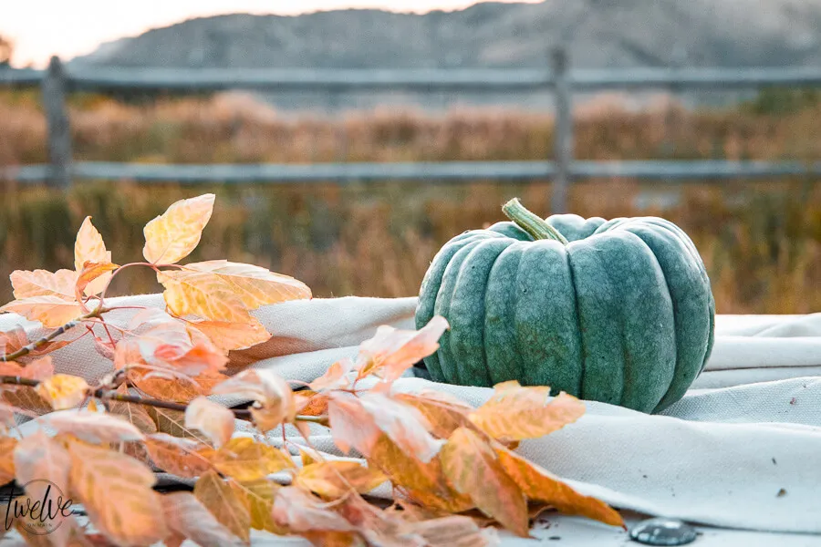 Fall Dining in a Field - Twelve On Main