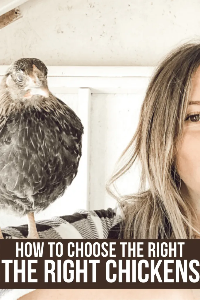 How to Choose the Right Chicken Breeds for Your Backyard - Twelve On Main