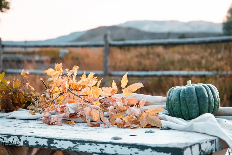 Fall Dining in a Field - Twelve On Main